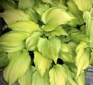 Hosta Dancing Darling - Moss Greenhouses