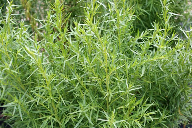Tarragon French - Moss Greenhouses