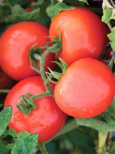 Tomato Jet Star - Moss Greenhouses
