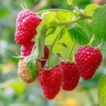 Berries Raspberry Heritage - Moss Greenhouses