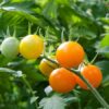 Tomato Sunsugar - Moss Greenhouses