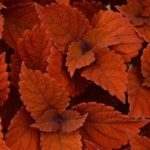 Coleus Inferno - Moss Greenhouses