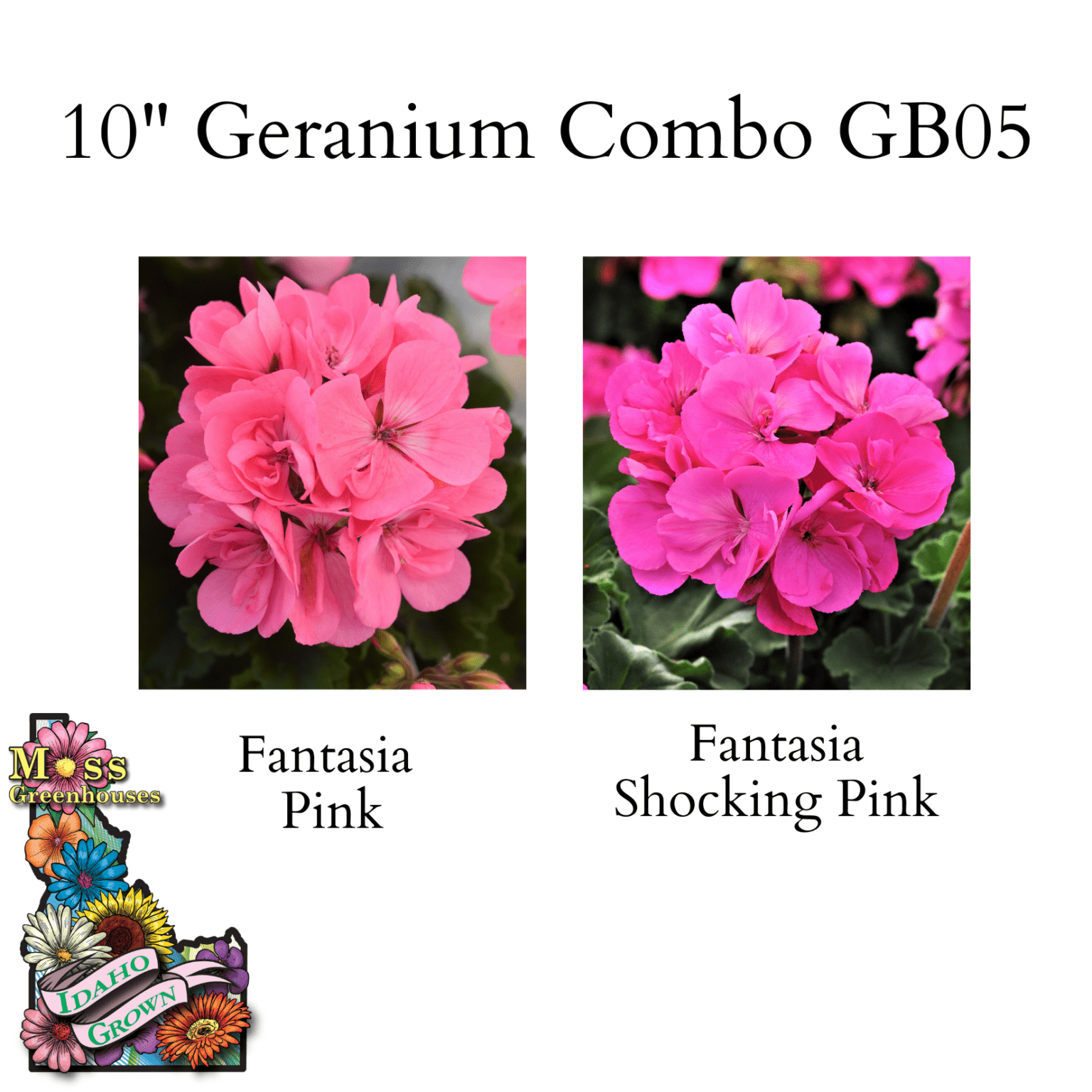 10" Geranium Combo ~ GB05 - Moss Greenhouses