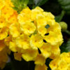 Lantana Bandana® Yellow - Moss Greenhouses