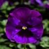 Pansy Delta™ Neon Violet - Moss Greenhouses