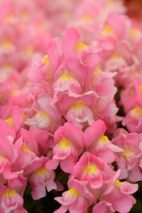 Snapdragon Snapshot™ Pink - Moss Greenhouses