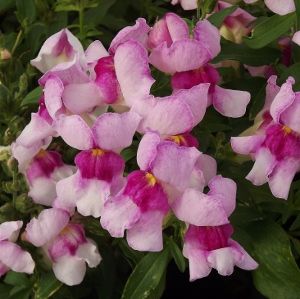 Snapdragon Snapshot Series Plumblossom - Moss Greenhouses