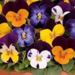 Viola Penny™ Jump-Up Mix - Moss Greenhouses