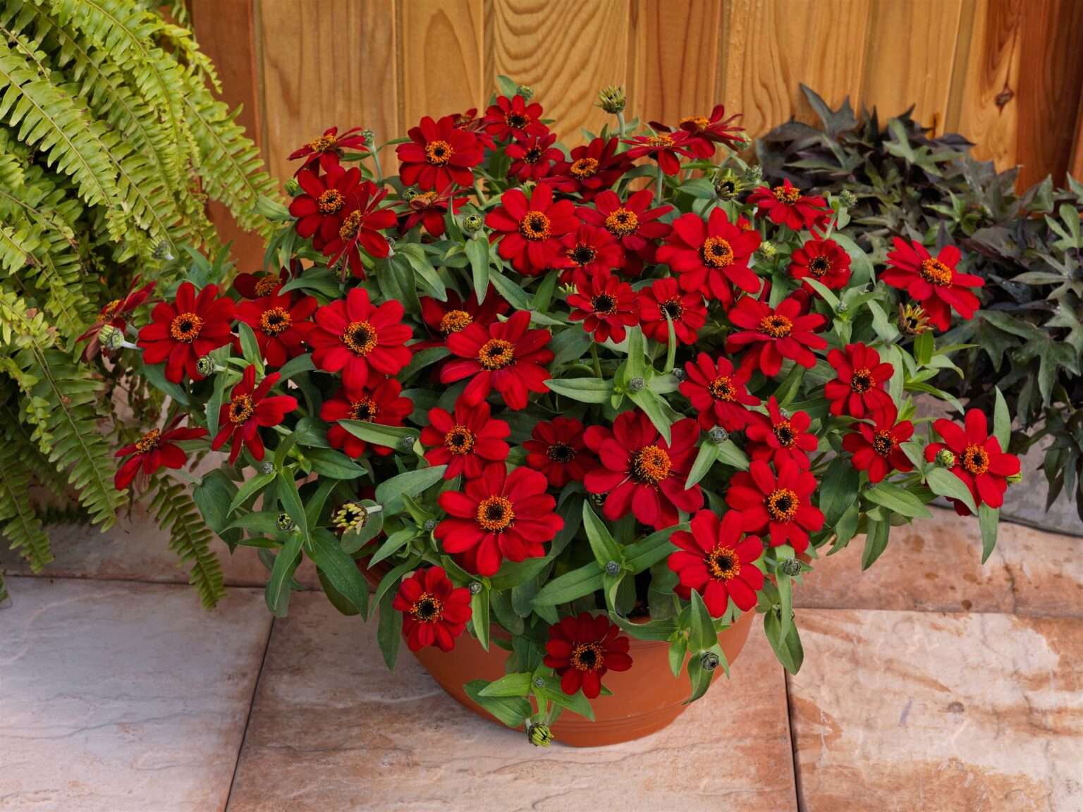 Zinnia Profusion Red - Moss Greenhouses