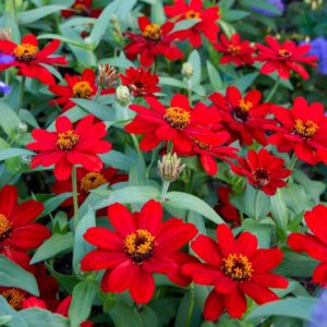 Zinnia Profusion Series Red - Moss Greenhouses