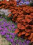Coleus Inferno - Moss Greenhouses