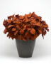 Coleus Inferno - Moss Greenhouses