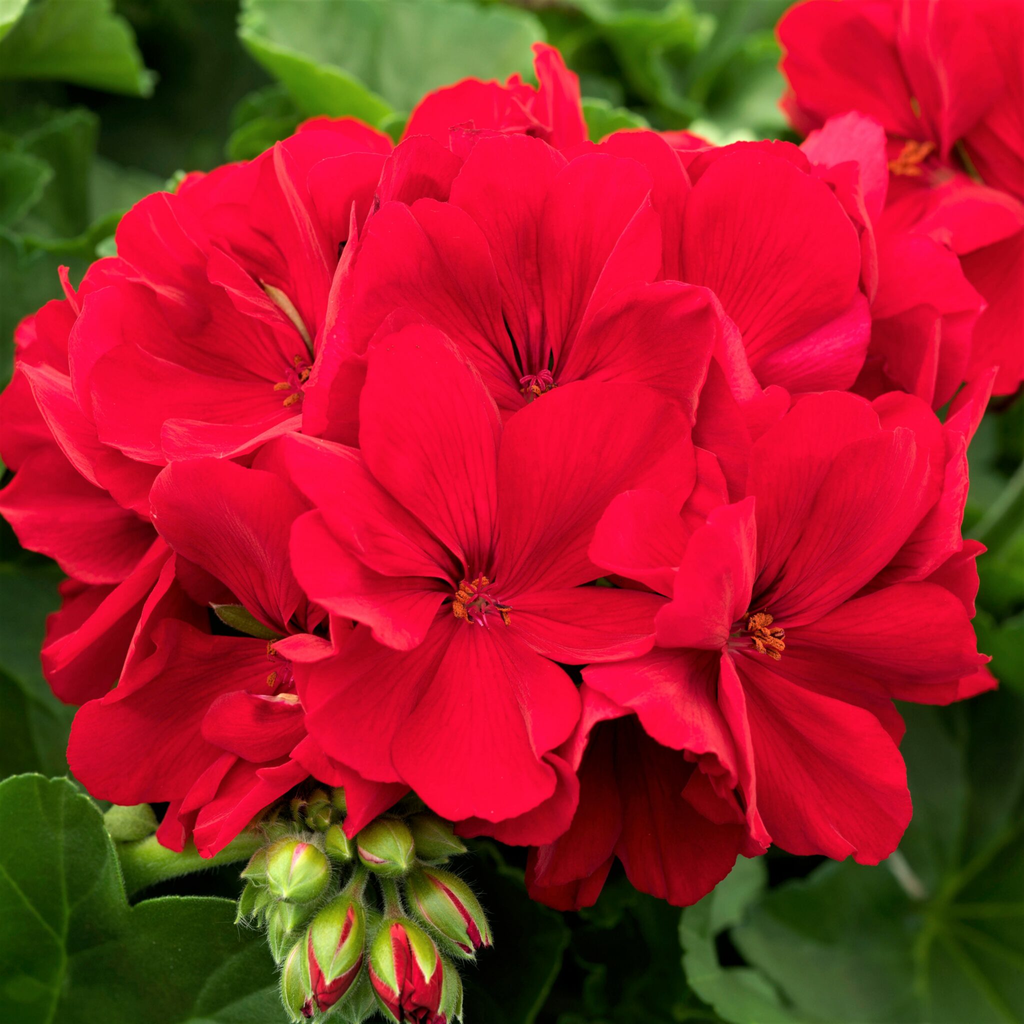 10" Geranium Basket Calliope Dark Red - Moss Greenhouses
