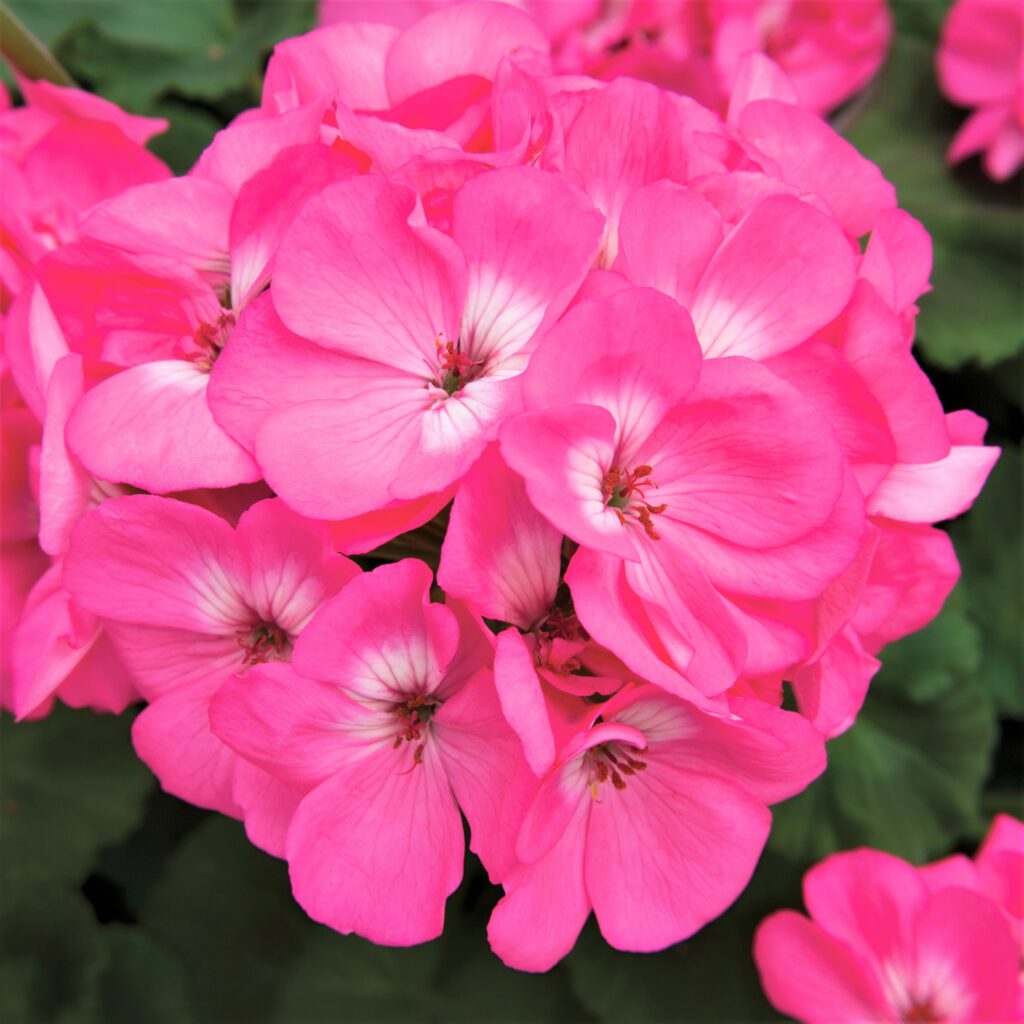 Geranium Rocky Mountain™ Pink - Moss Greenhouses