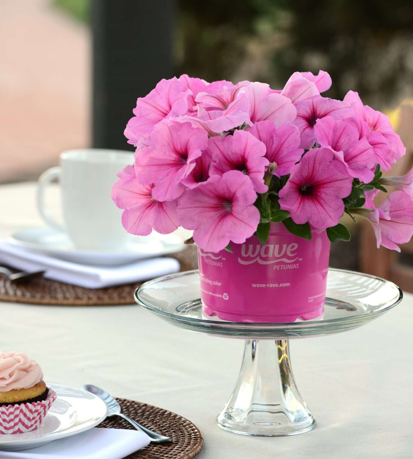 Petunia Easy Wave® Pink Passion - Moss Greenhouses