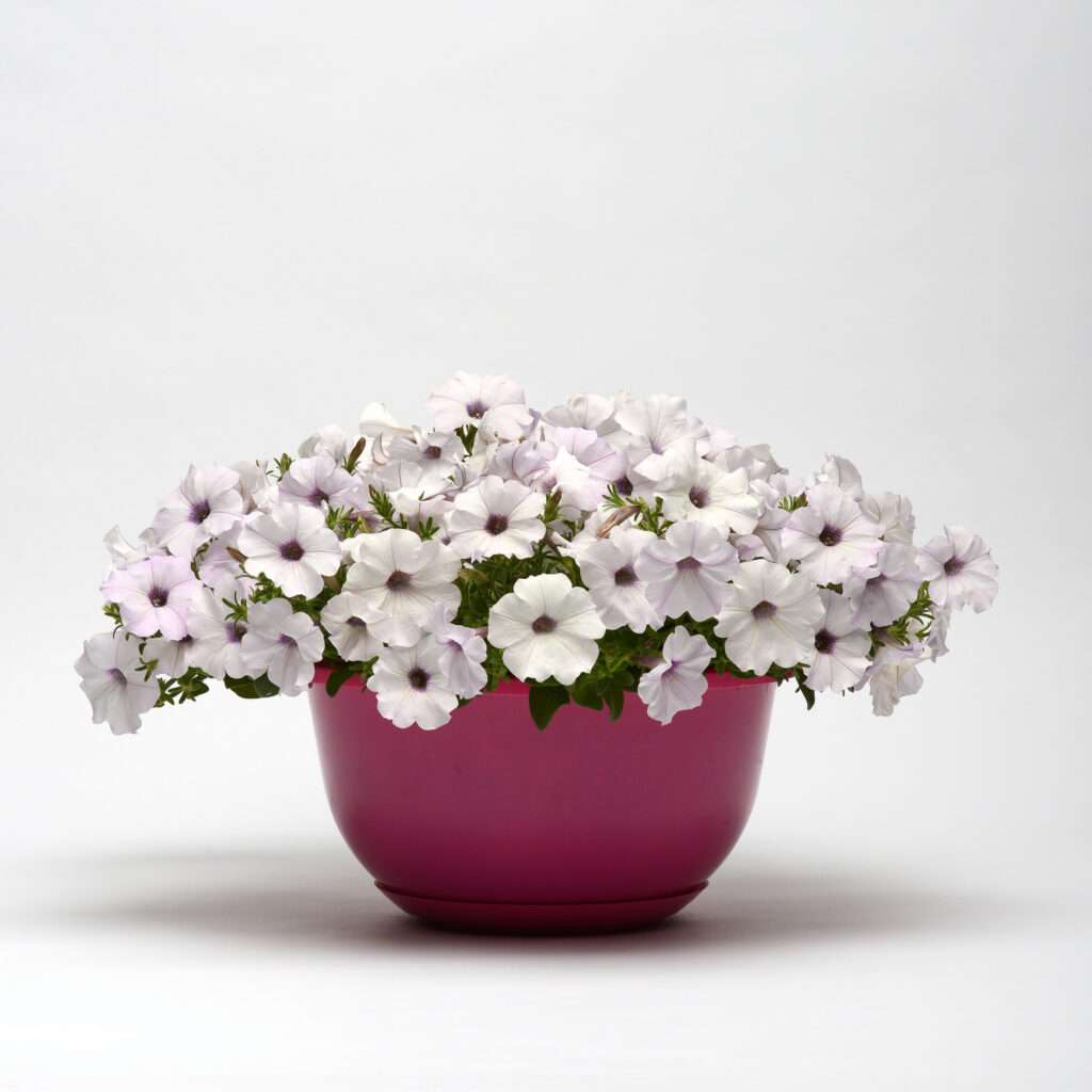 Petunia Easy Wave® Silver - Moss Greenhouses