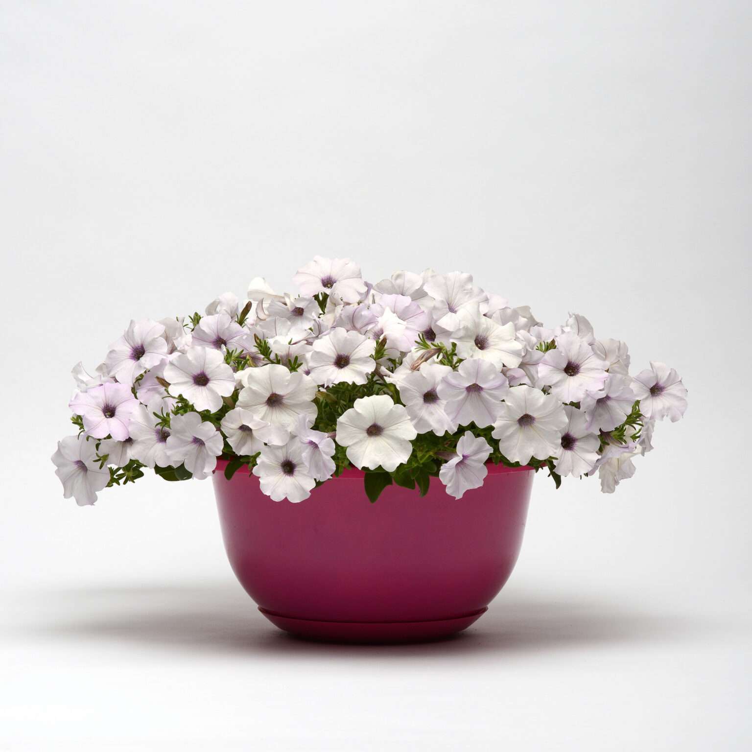 Petunia Easy Wave® Silver - Moss Greenhouses