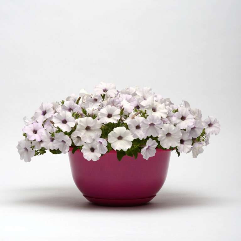 Petunia Easy Wave® Silver - Moss Greenhouses