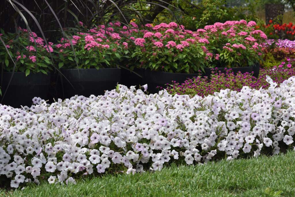 Petunia Easy Wave® Silver - Moss Greenhouses
