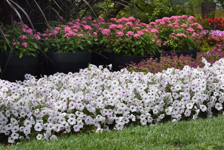Petunia Easy Wave® Silver - Moss Greenhouses