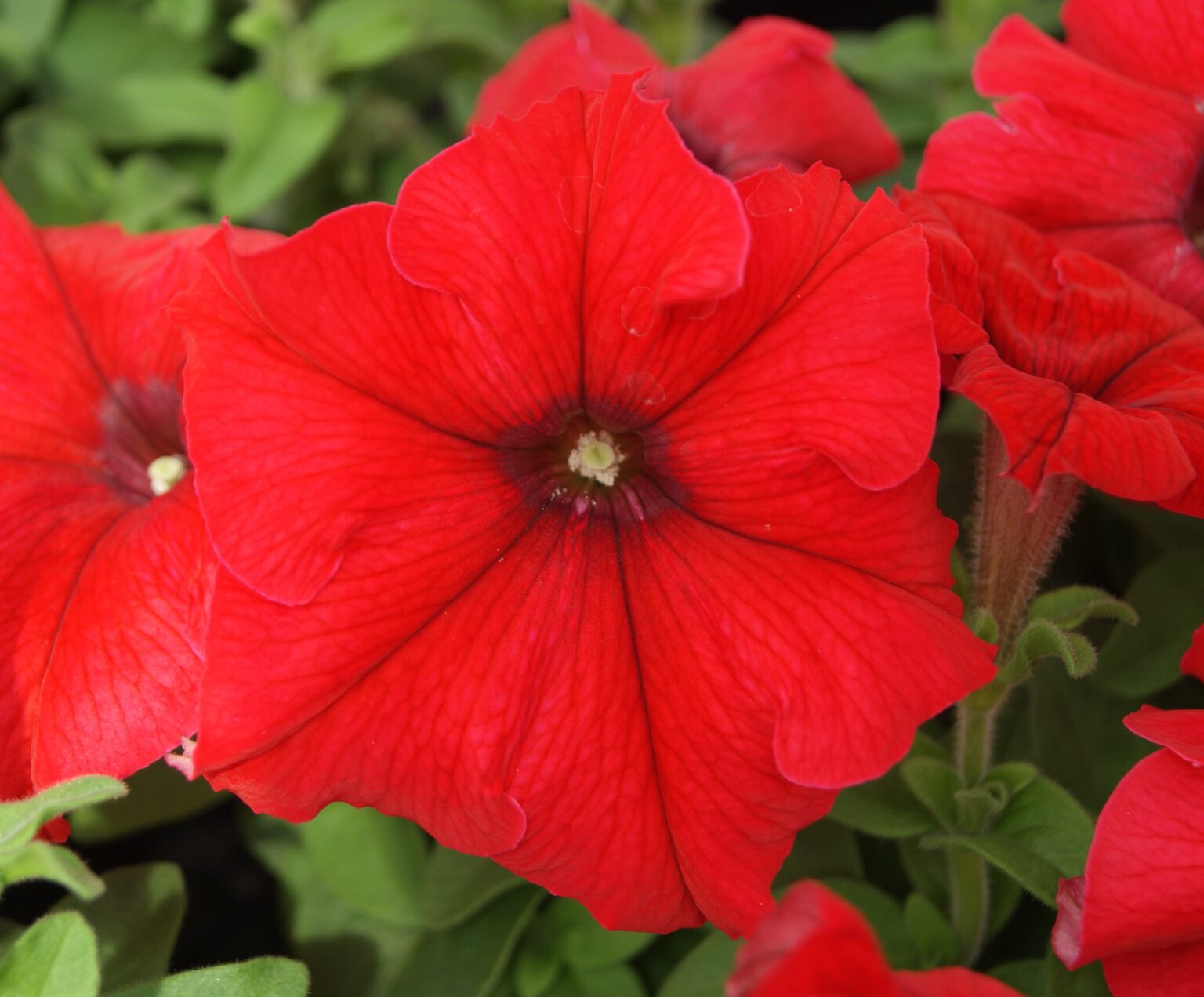 Petunia Mambo Red - Moss Greenhouses