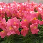 Snapdragon Snapshot™ Pink - Moss Greenhouses