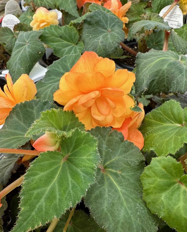 Begonia Illumination® Apricot Shades - Moss Greenhouses