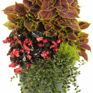 Coleus ColorBlaze® Golden Dreams™ - Moss Greenhouses