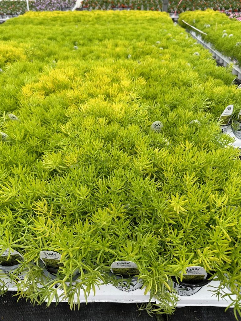 Sedum Lemon Coral® - Moss Greenhouses