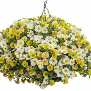 Calibrachoa Superbells® Over Easy™ - Moss Greenhouses