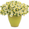 Calibrachoa Superbells® Over Easy™ - Moss Greenhouses