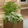 Calibrachoa Superbells® Over Easy™ - Moss Greenhouses