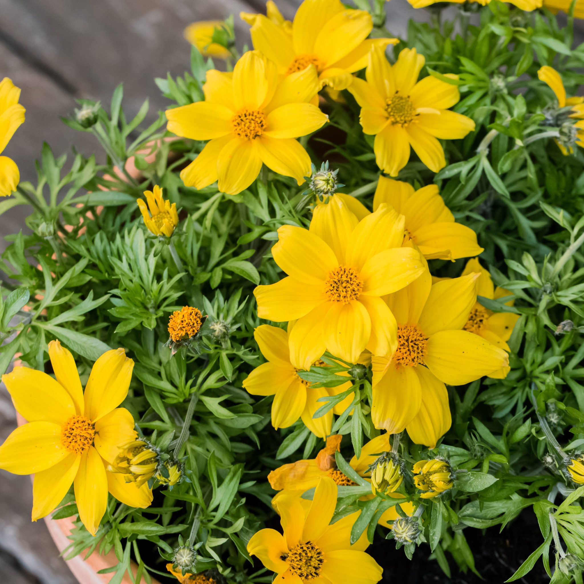 Bidens Sunbeam - Moss Greenhouses