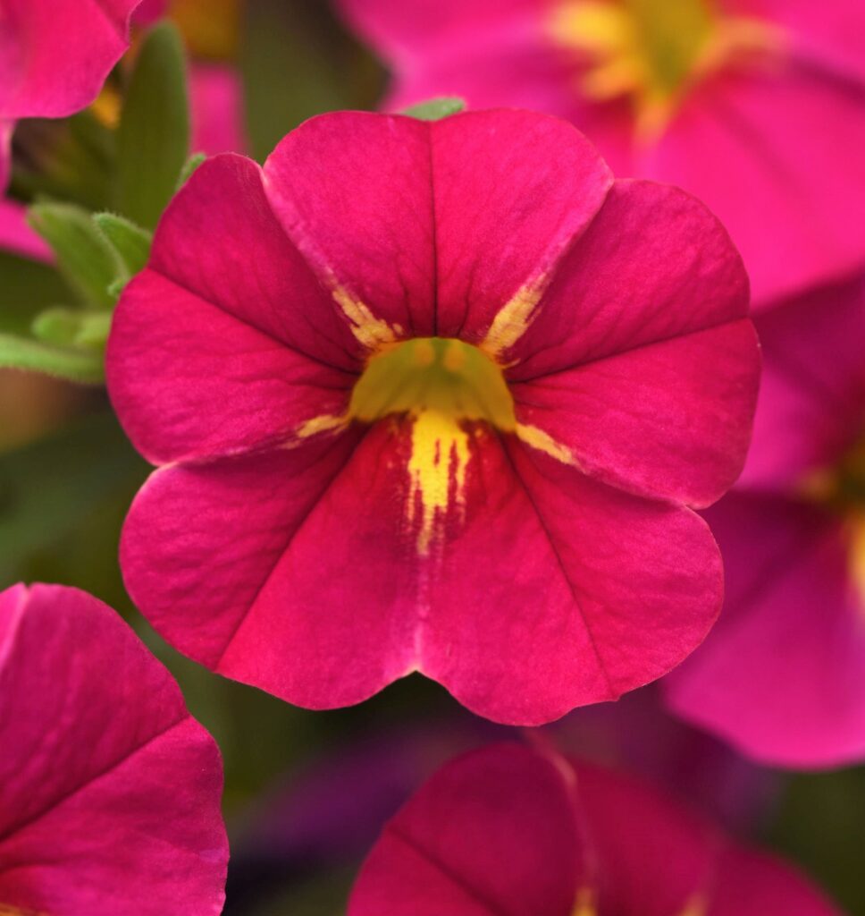 Calibrachoa Cha-Cha™ Fuchsia - Moss Greenhouses