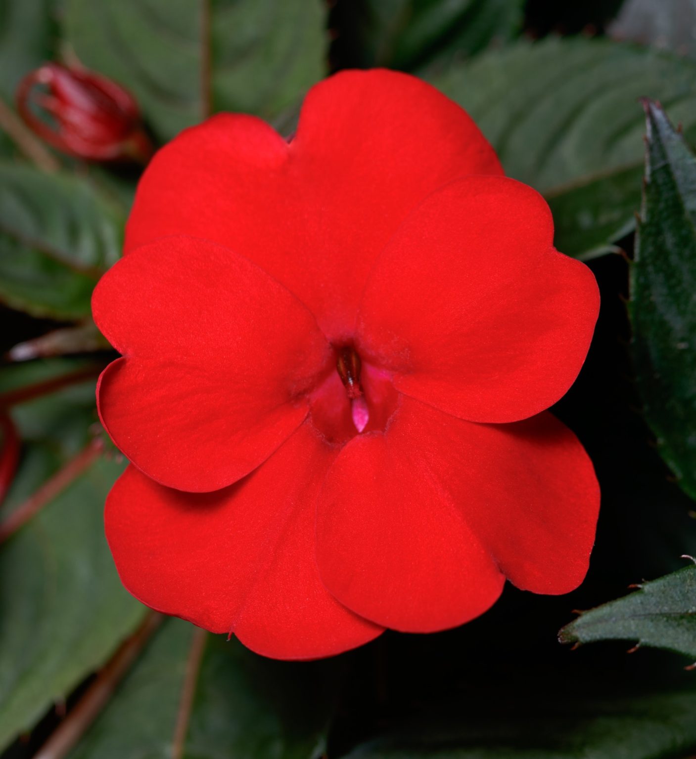 Impatiens SunPatiens® Deep Red - Moss Greenhouses