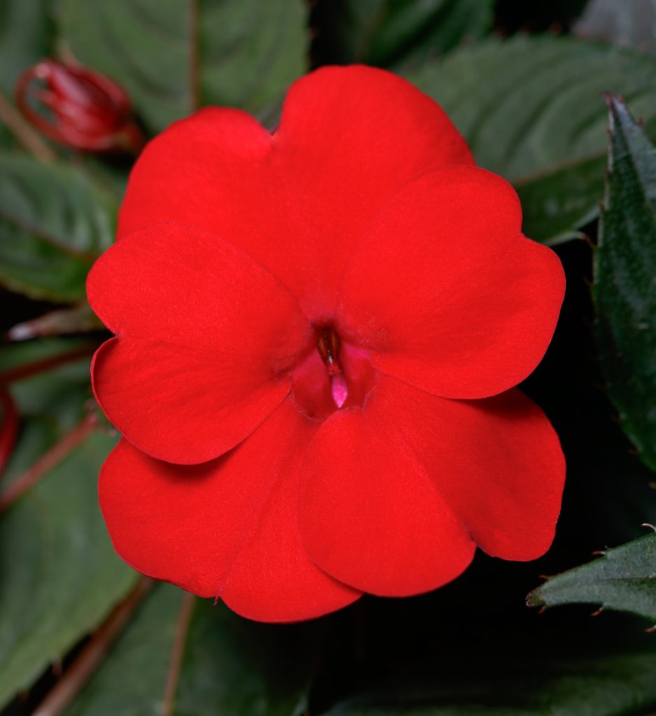 Impatiens SunPatiens® Deep Red - Moss Greenhouses