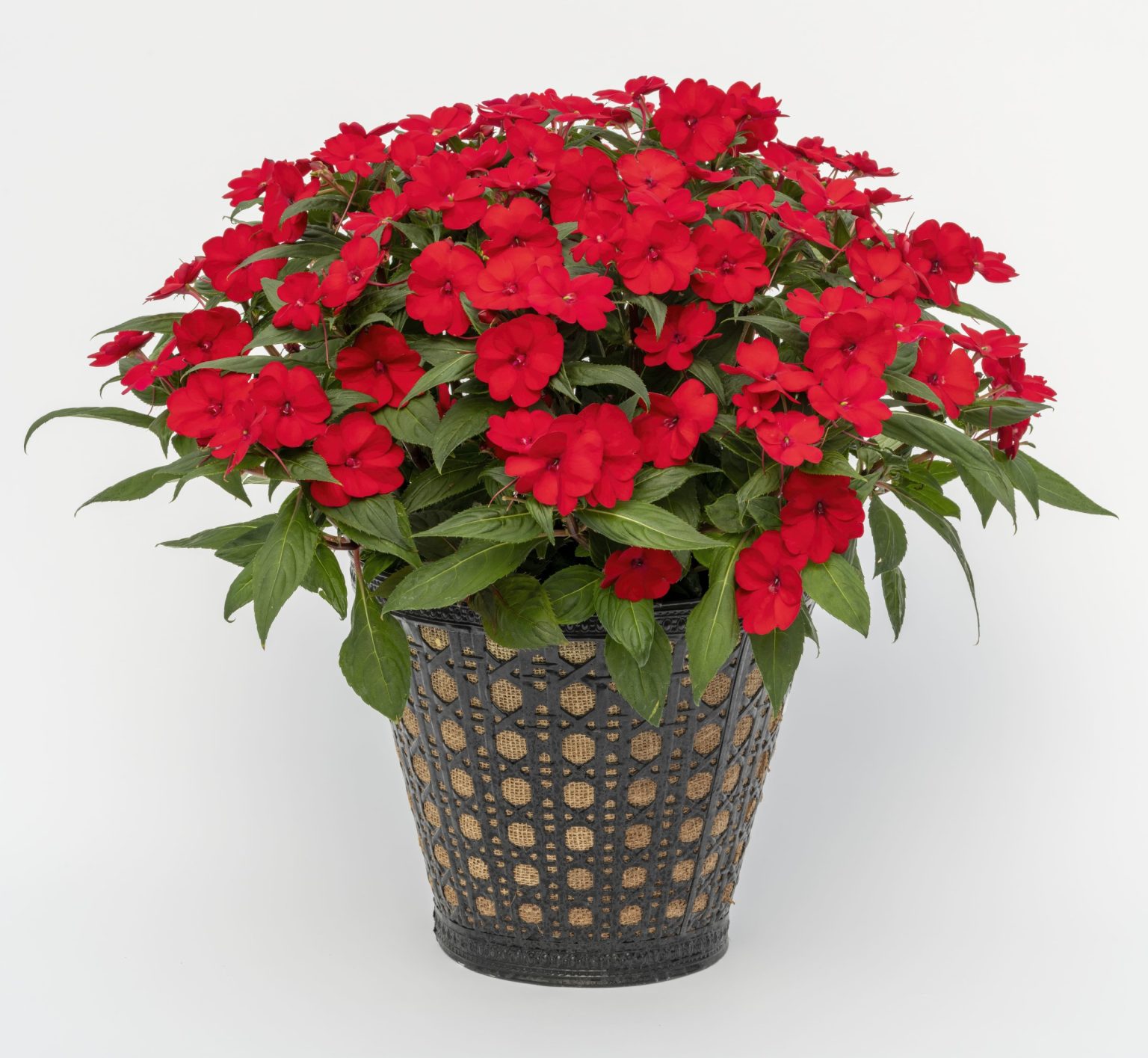 Impatiens SunPatiens® Deep Red - Moss Greenhouses