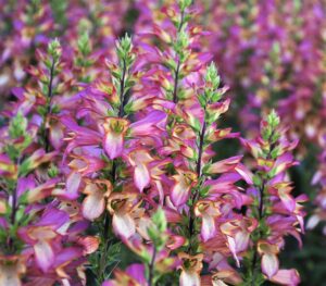 Digiplexis Falcon Fire - Moss Greenhouses