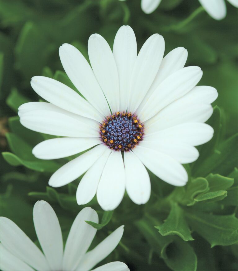 Osteospermum Serenity™ White - Moss Greenhouses
