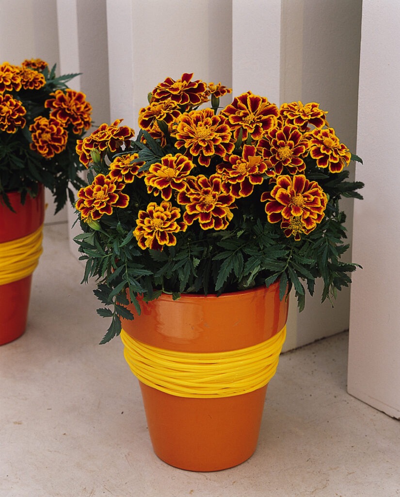 Marigold Durango® Flame - Moss Greenhouses