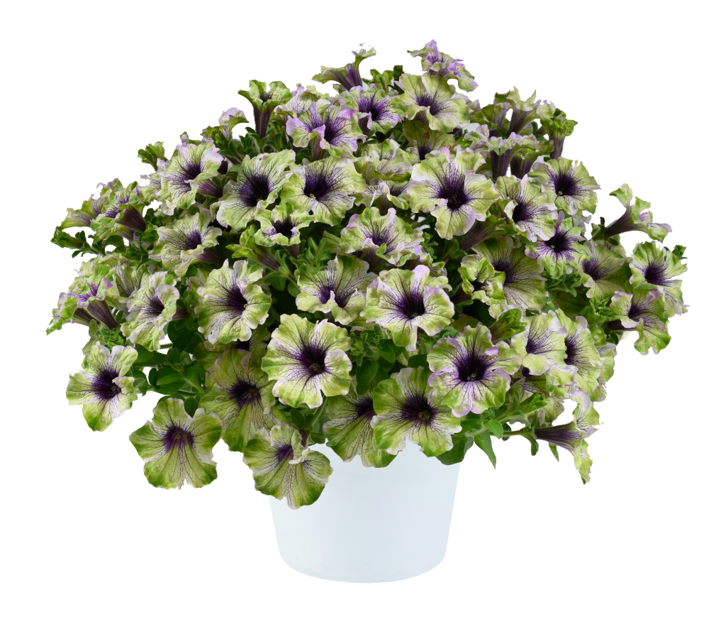 Petunia Amazonas™ Plum Cockatoo - Moss Greenhouses